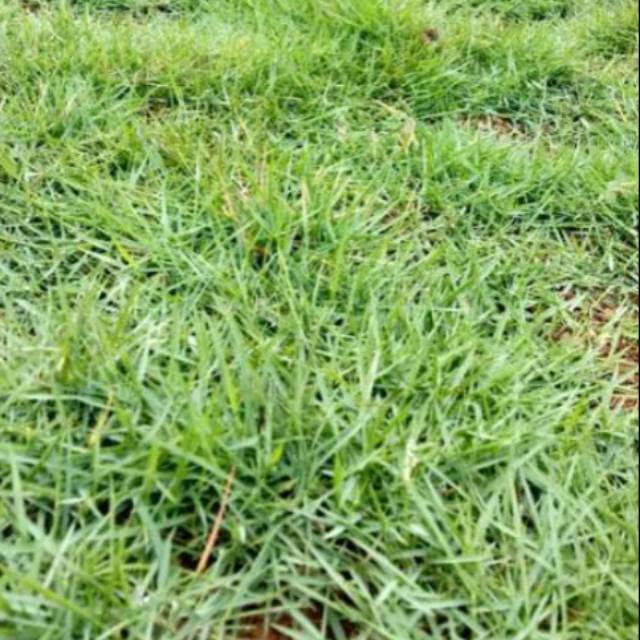Jual RUMPUT JEPANG dan rumput gajah mini / PEKING UKURAN 30*30CM ...