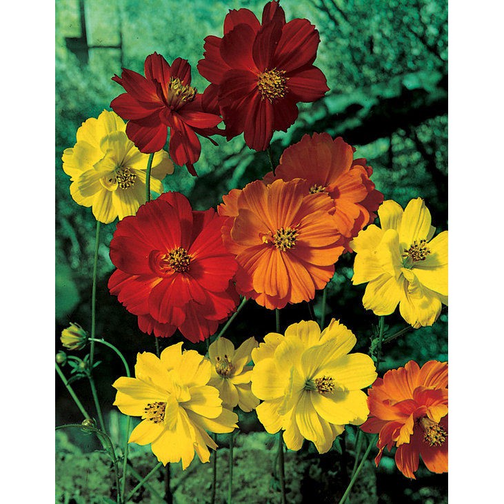 Jual Cosmos Sunny Mix 10 Biji (Benih Biji Bibit Tanaman Bunga) | Shopee ...