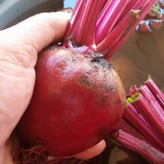 Jual Beet Root Fresh Organik Buah Bit Tanaman Tradisional Membantu ...