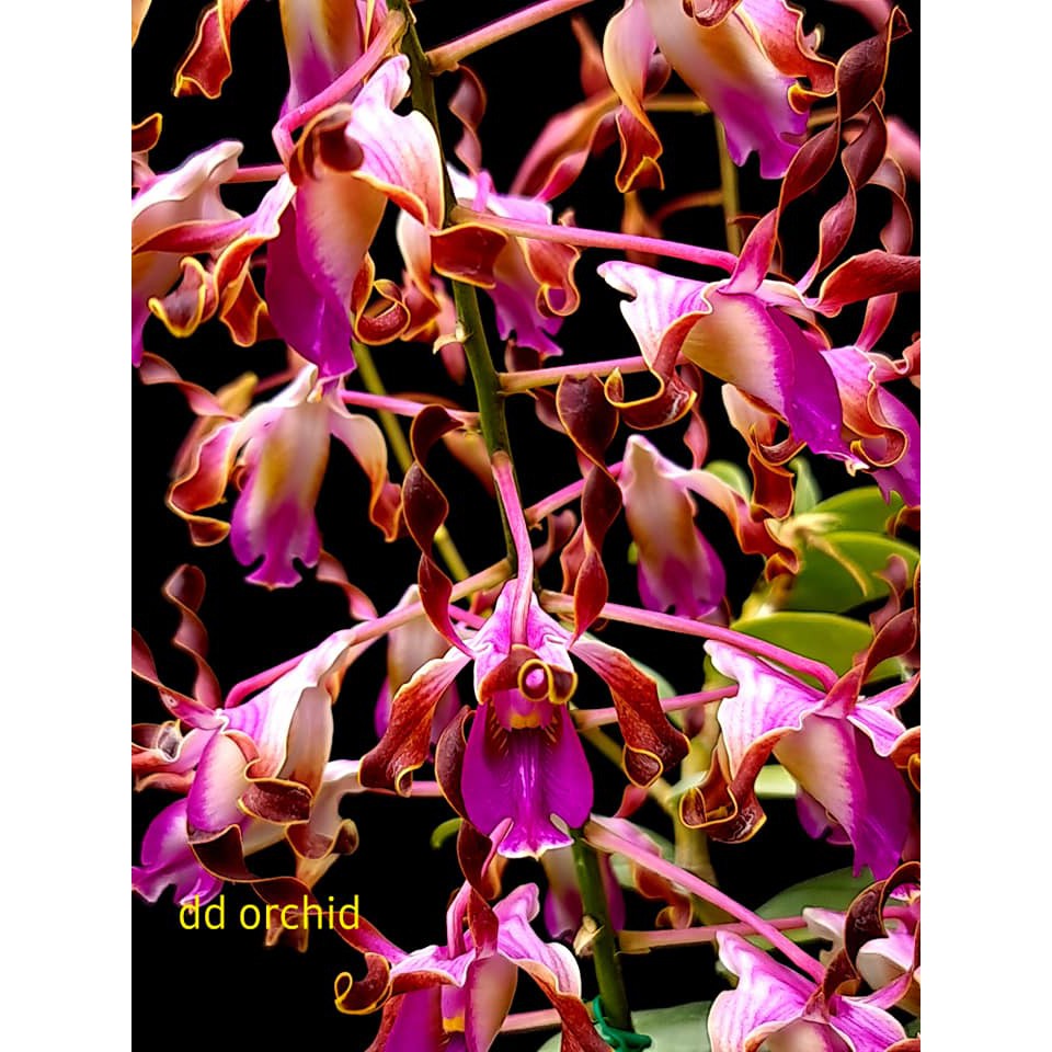 Jual Anggrek dendrobium =Lasianthera | Shopee Indonesia