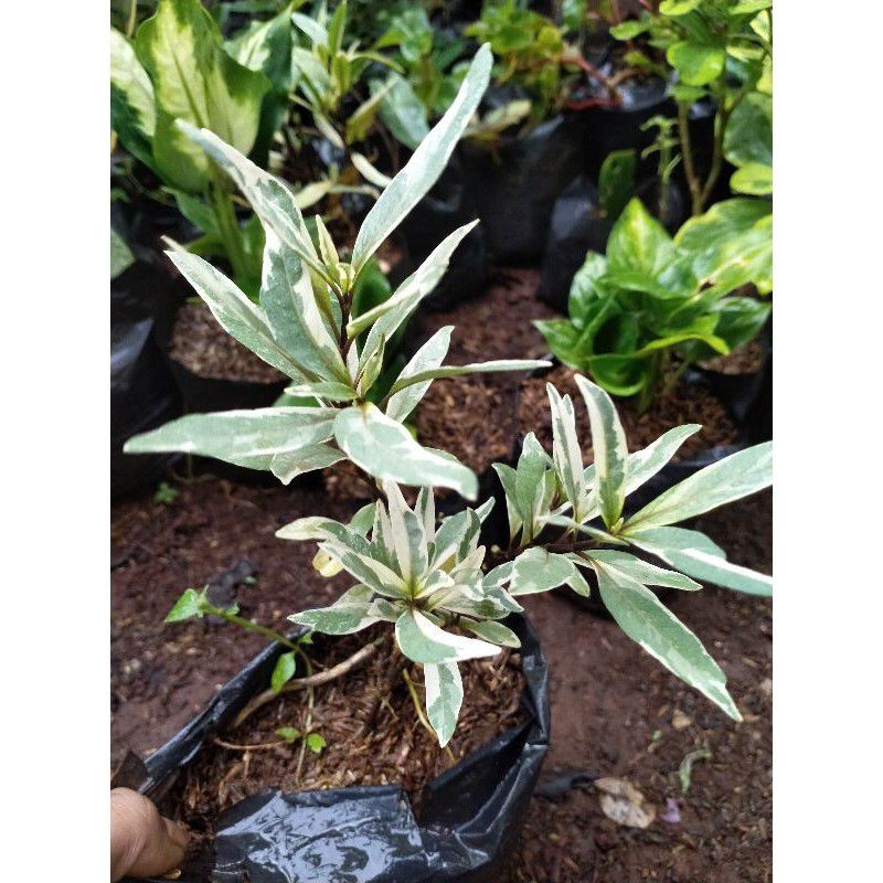 Jual tanaman hias gandarusa putih ready | Shopee Indonesia