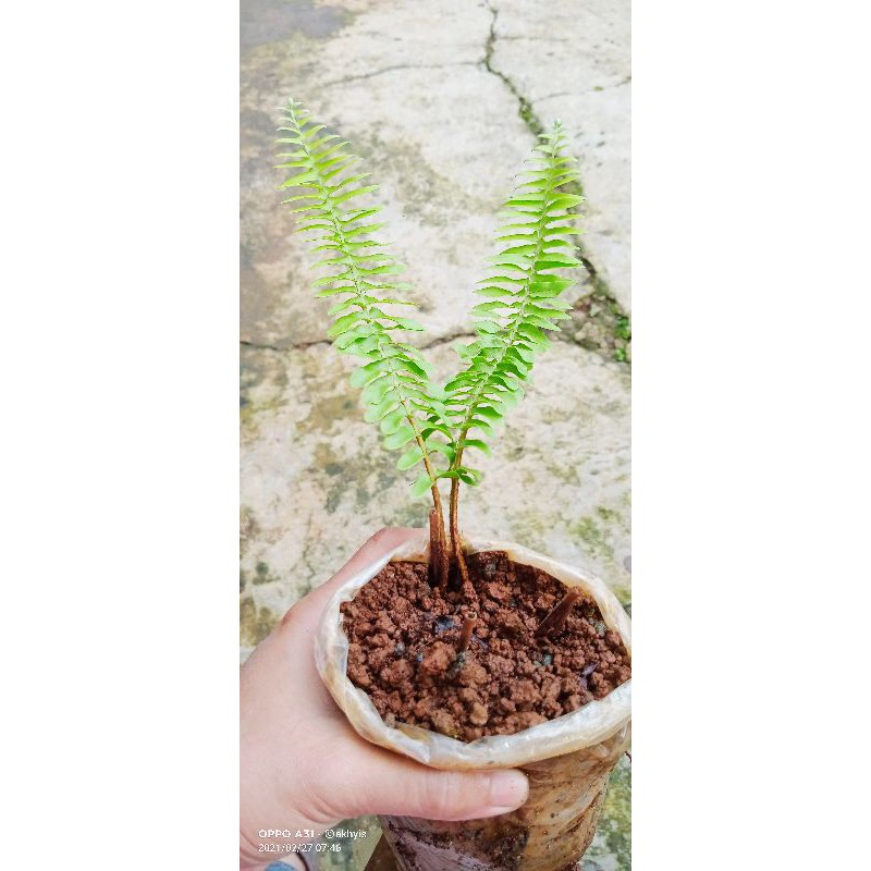 Jual bibit pakis Boston | nephrolepis exaltala | pedang | kelabang ...