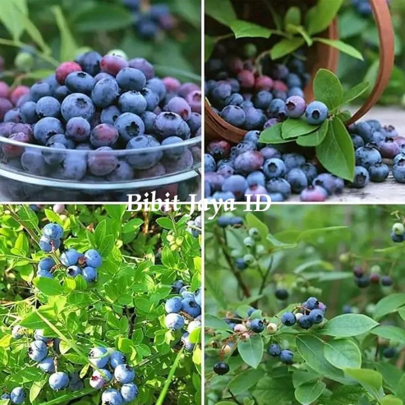 Jual Bibit Tanaman Buah Blueberry Cepat Berbuah | Shopee Indonesia