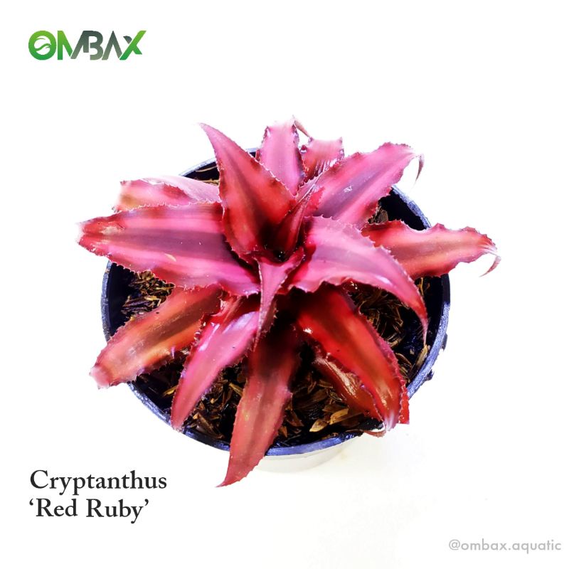 Jual Cryptanthus Ruby Red / Merah - Tanaman paludarium / Terrarium ...