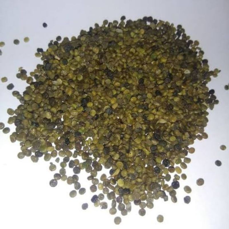Jual biji benih indigofera pakan ternak hijauan | Shopee Indonesia