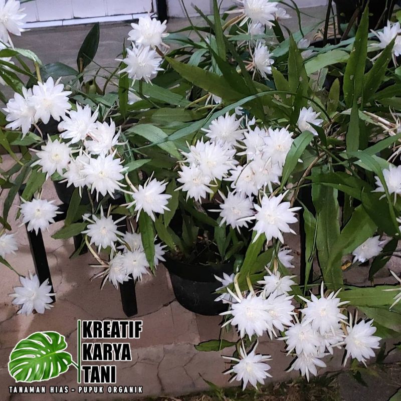 Jual Wijaya Kusuma White - Wijaya Kusuma Bunga Wijaya Kusuma | Shopee ...