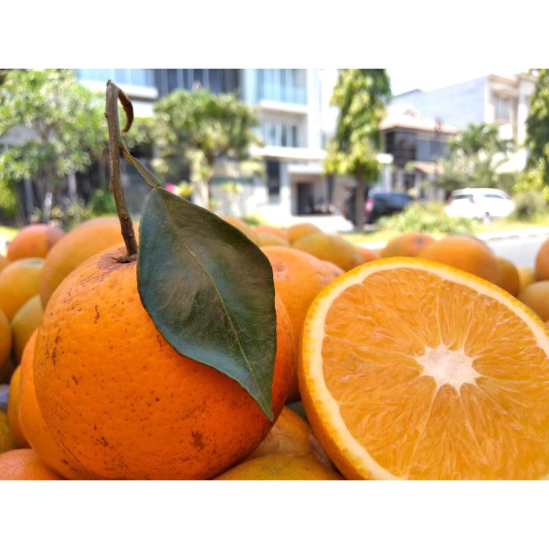 Jual jeruk pacitan baby java batu | Shopee Indonesia