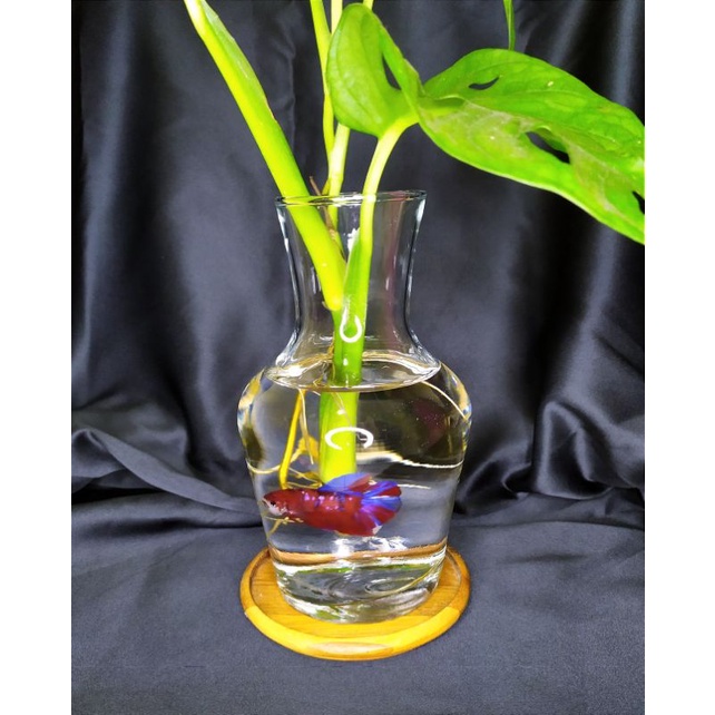 Jual Botol Ikan Cupang Kaca 570 ML/ Carafe Glass 570 ML | Shopee Indonesia