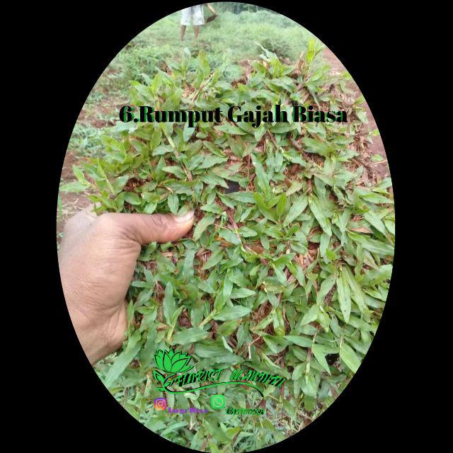 Jual Rumput Hias ,macam-macam Rumput Hias (Rumput Babat,swiss,gajah ...