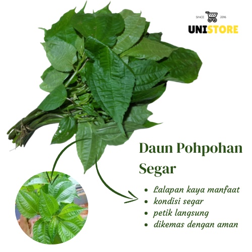 Jual Termurah Daun Pohpohan Poh pohan lalap sunda segar 200 gram ...