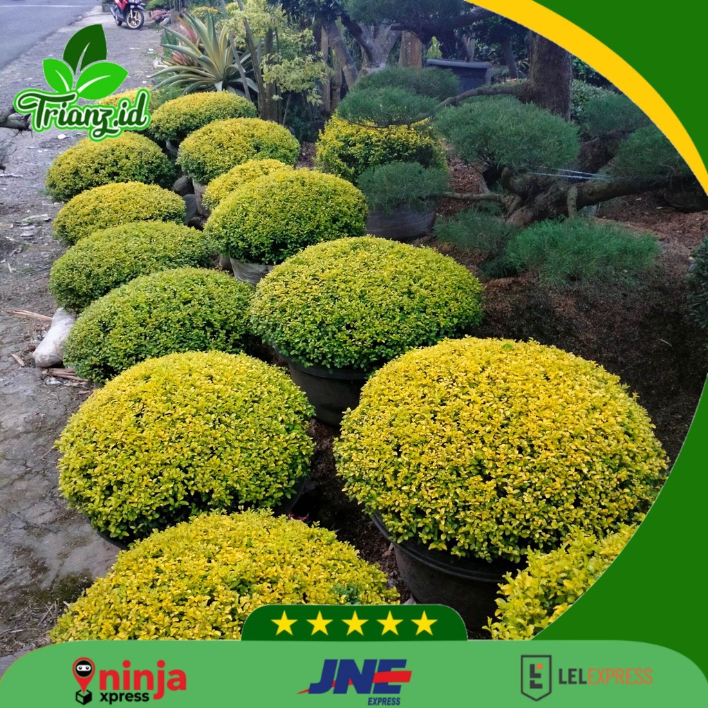 Jual bonsai legistrum payung cod bisa bayar ditempat | Shopee Indonesia