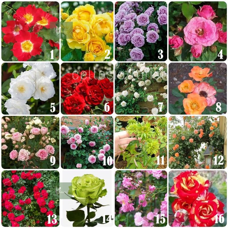 Jual Tanaman Hias Aneka Bunga Mawar Rambat Floribunda | Shopee Indonesia