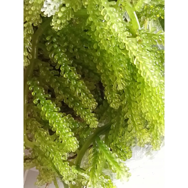 Jual SuPer Quality anggur laut, green caviar atau sea grapes | Shopee ...