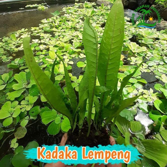 Jual Kadaka Java Fern Media Lempeng Pakis Tanaman Aquascape - Tanaman ...