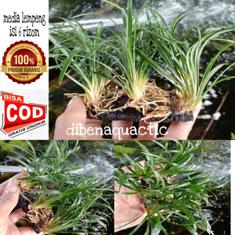 Jual tanaman aquascape kucai mini media lempeng | Shopee Indonesia