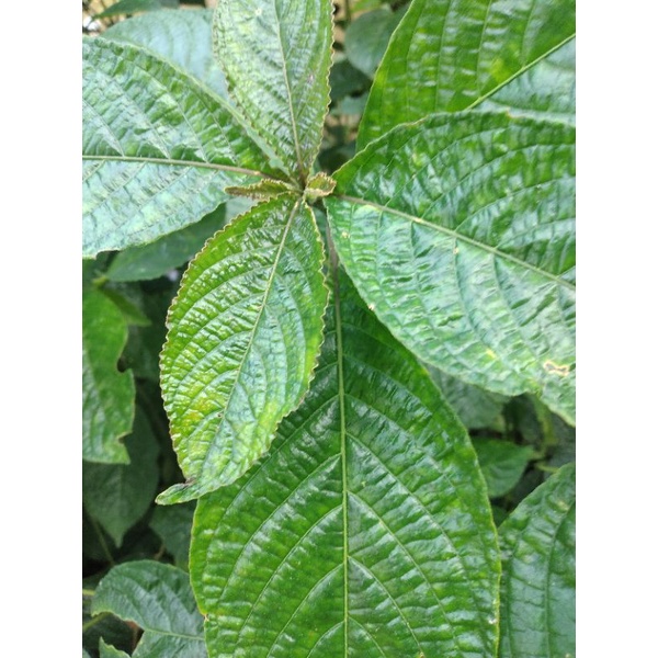 Jual daun pecah beling, keji beling 500gr | Shopee Indonesia