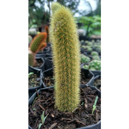 Jual kaktus murah pasaman ( ekor tupai kuning tunggal) | Shopee Indonesia