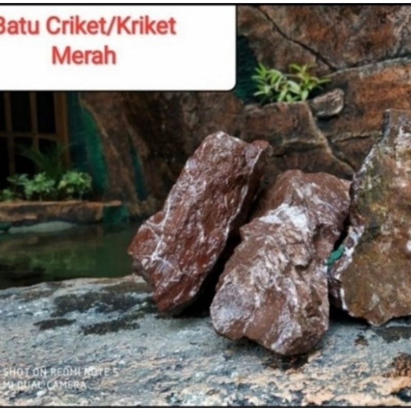 Jual Batu cricket kriket criket kreket merah untuk aquascape hardscspe ...