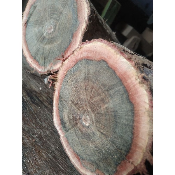 Jual bahan galih kayu galih Bidara Arab | Shopee Indonesia