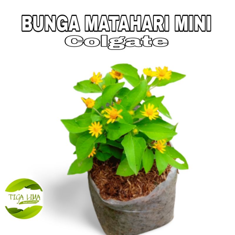 Jual bunga matahari mini/tanaman hias/bunga Colgate mini rimbun ...