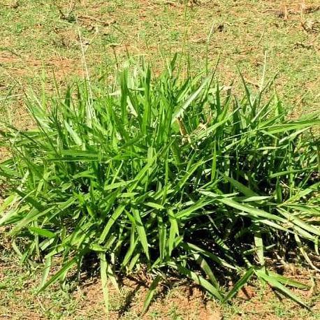 Jual Benih Rumput Steno - Benih Rumput Pakan Ternak Dan Penghijauan ...