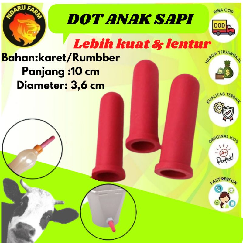 Jual Puting Dot Pedet Anak Sapi Dot Puting Dot Merah Anak Sapi kerbau ...
