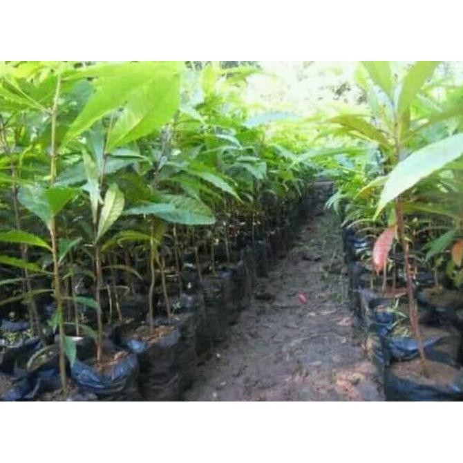 Jual Asli Bibit Tanaman Jenitri Varietas Unggul | Shopee Indonesia