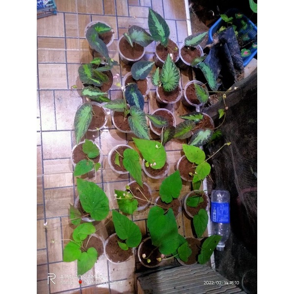 Jual BEGONIA LANGKA/UNIK , Seri A | Shopee Indonesia