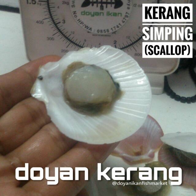 Jual KERANG SIMPING MENTAH - SCALLOP | Shopee Indonesia