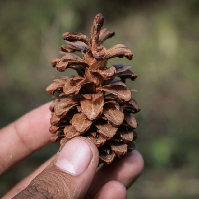 Jual Bunga pinus kecil / pine | Shopee Indonesia