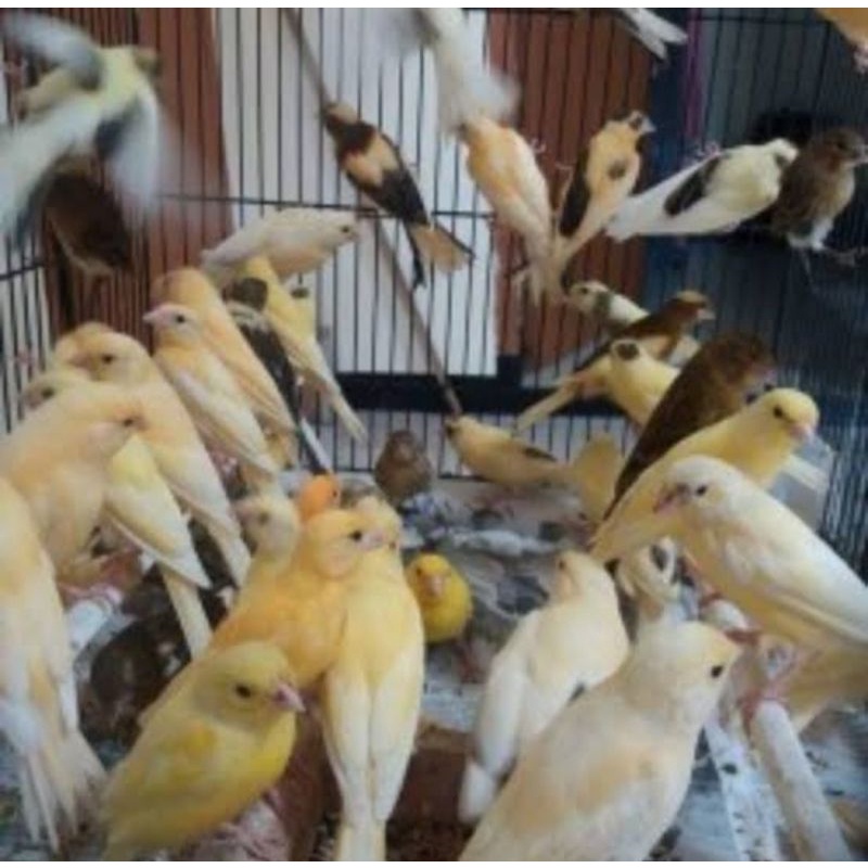 Jual Kenari Anakan Lokal Super | Shopee Indonesia