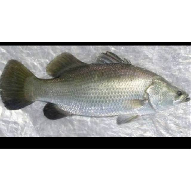 Jual Ikan kakap putih cukil | Shopee Indonesia