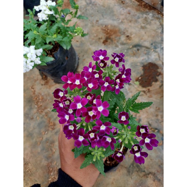 Jual Tanaman hias bunga Verbena / Tanaman bunga outdoor / Tanaman ...