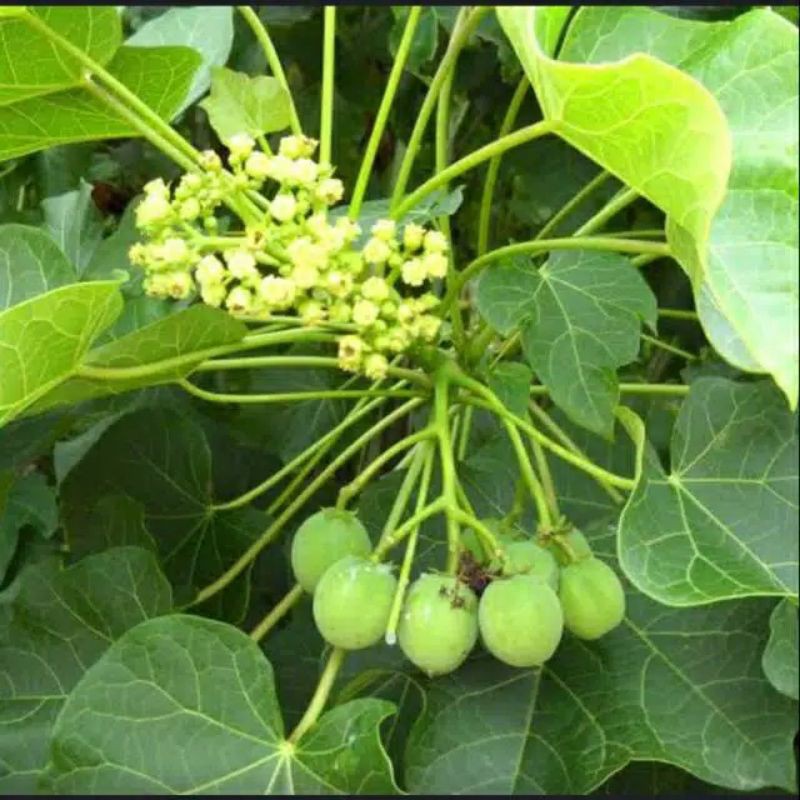 Jual Tanaman Jarak Pohon Jarak Shopee Indonesia