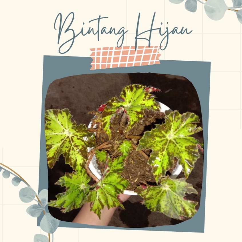Jual Bintang Hijau Tanaman Hias Begonia Bintang hijau Bunga Begonia ...