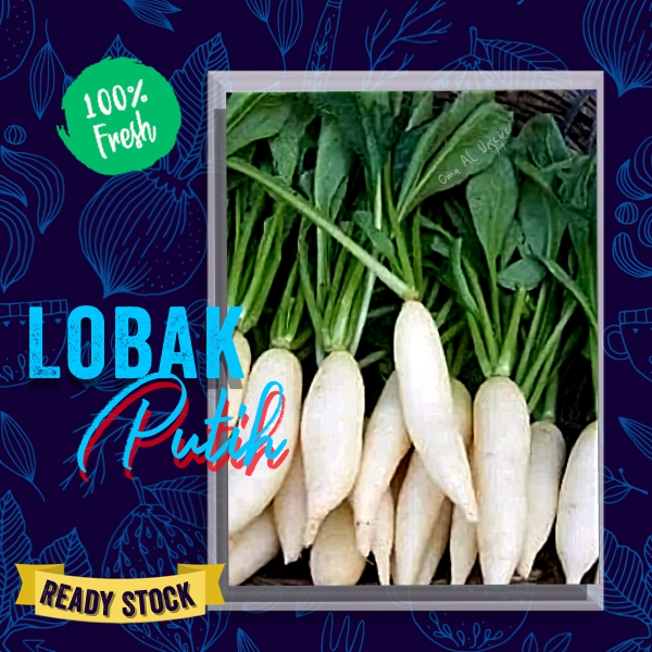 Jual RB LOBAK PUTIH / WHITE RADISH / DAIKON/ AIKON BAHAN KIMCHI KOREA ...