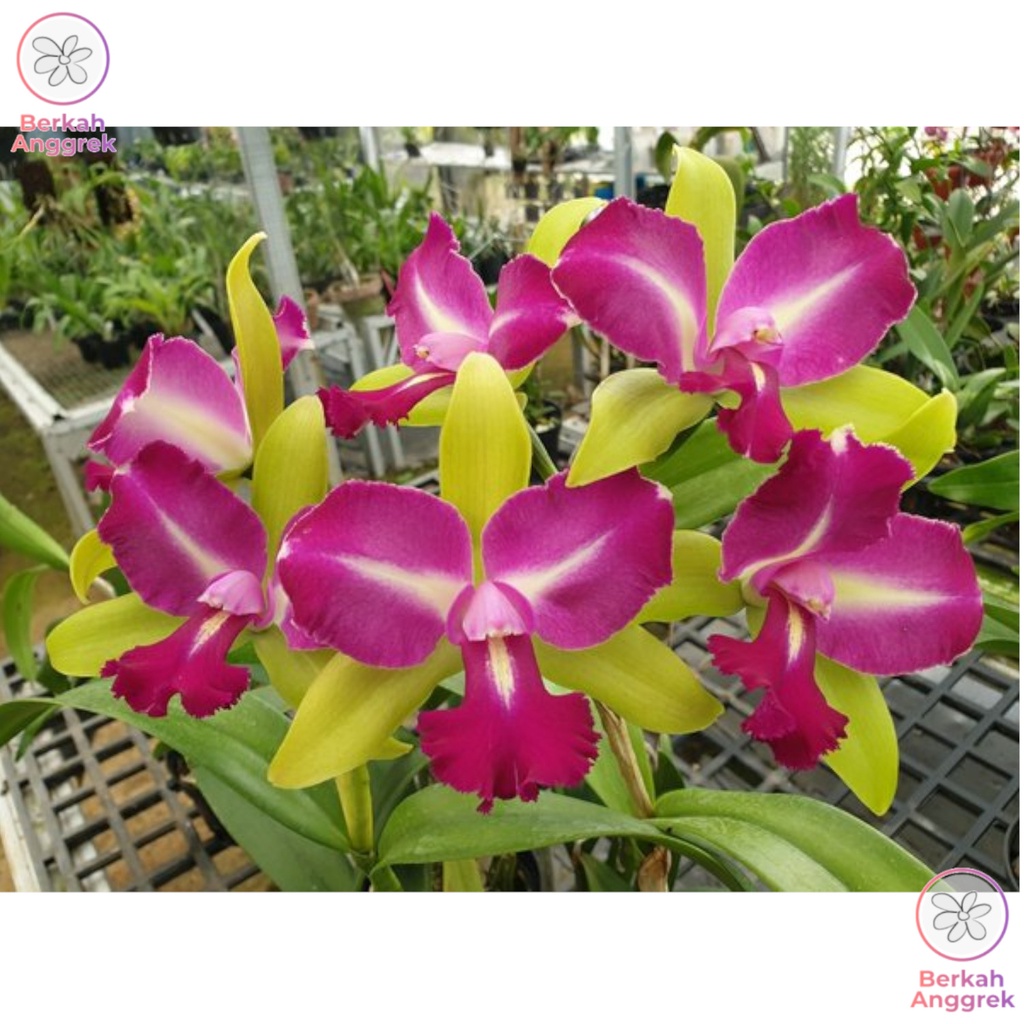 Jual Catleya Seedling Cattleya Anggrek Cattleya | Shopee Indonesia