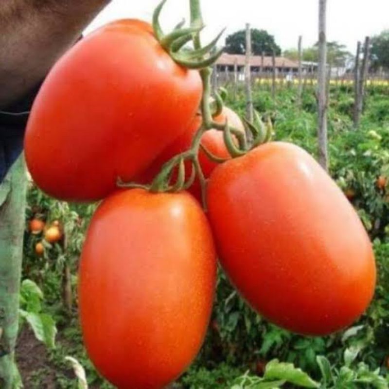 Jual 8 Benih Tomat Buah LISA F1 Buah Besar Daging Tebal BIBIT TOMAT ...