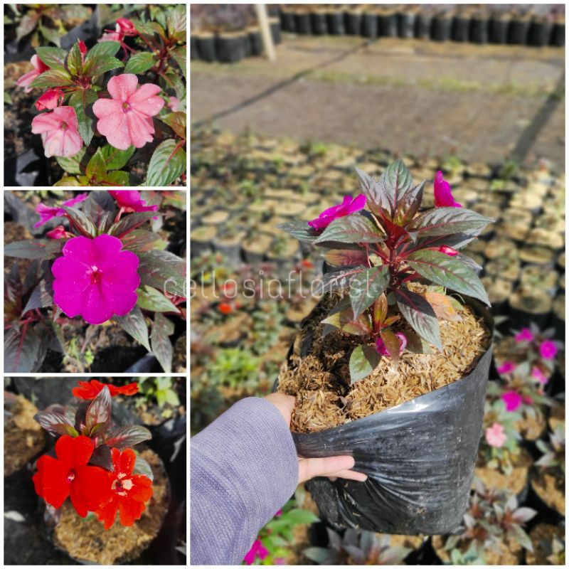 Jual Tanaman Hias Pacar Air / Impatiens | Shopee Indonesia