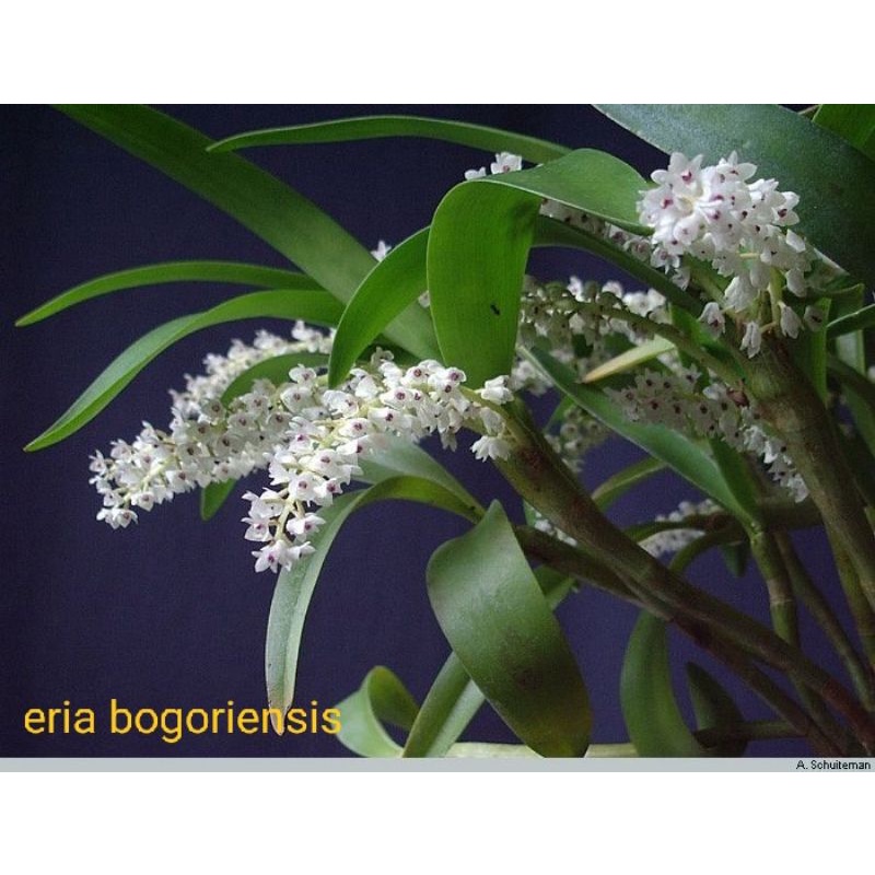 Jual Anggrek eria bogoriensis Dewasa | Shopee Indonesia
