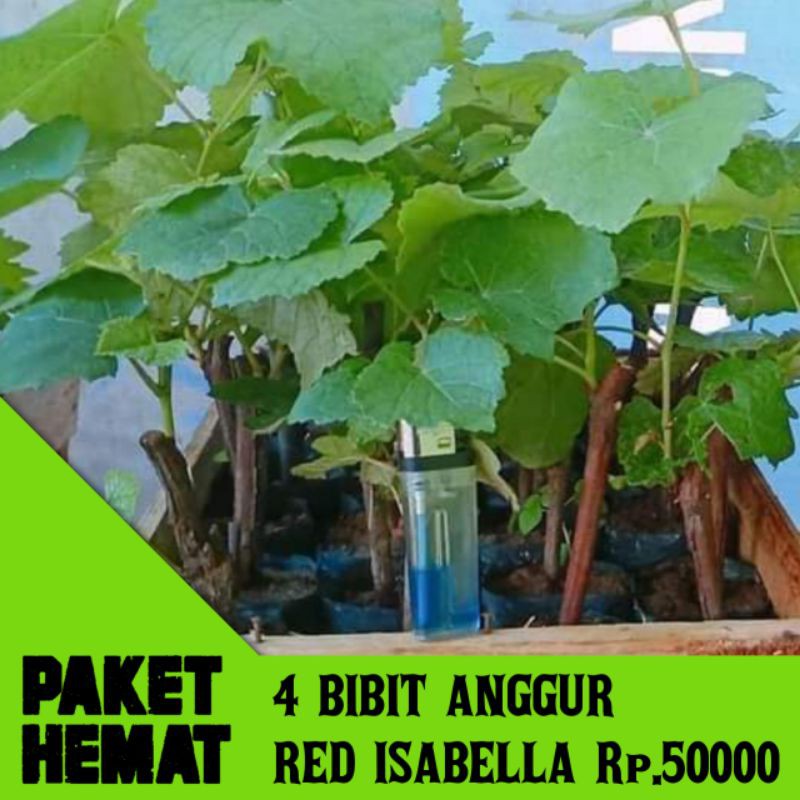 Jual Paket Hemat 4 Bibit Anggur Isabella - WISATA AGROTANI | Shopee ...