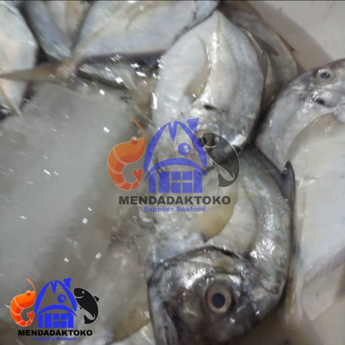 Jual Ikan kuwe gepeng fresh | ikan laut segar | seafood | Shopee Indonesia