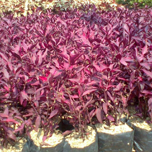 Jual Tanaman hias erpah - bayam merah | Shopee Indonesia