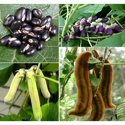 Jual PlantSeed - 10 Benih Bibit Koro Benguk Koro Babi Biji Hitam ... Jual PlantSeed - 10 Benih Bibit Koro Benguk Koro Babi Biji Hitam ...
