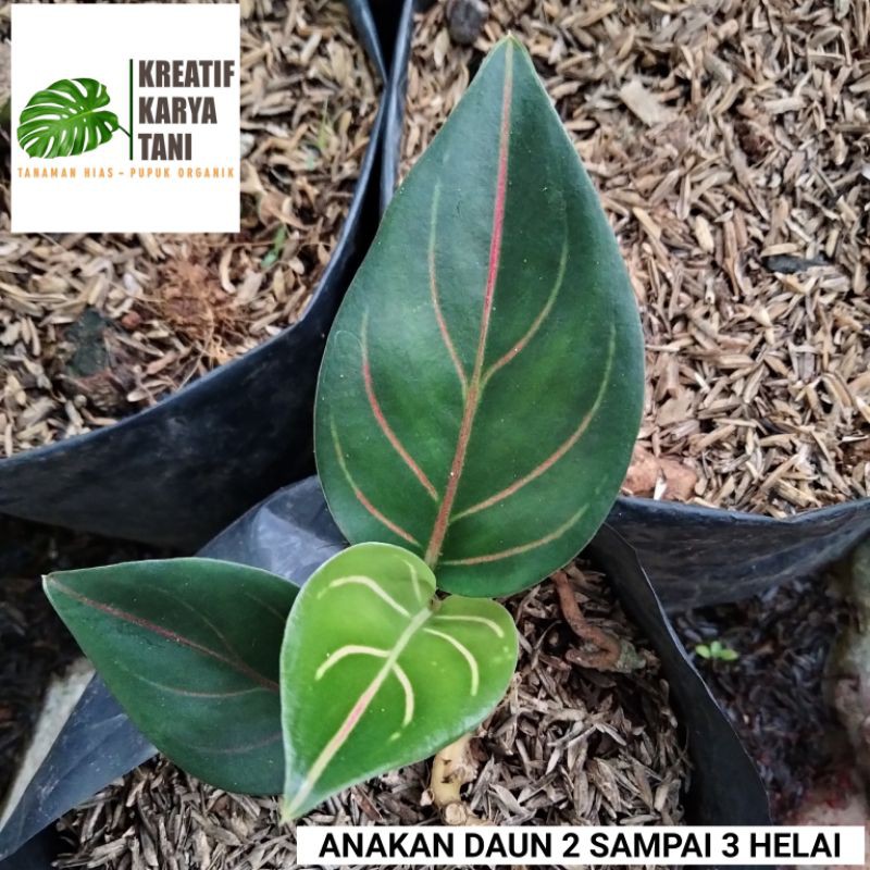 Jual Tanaman hias aglonema rotundum Tiger - Tanaman aglaonema rotundum ...