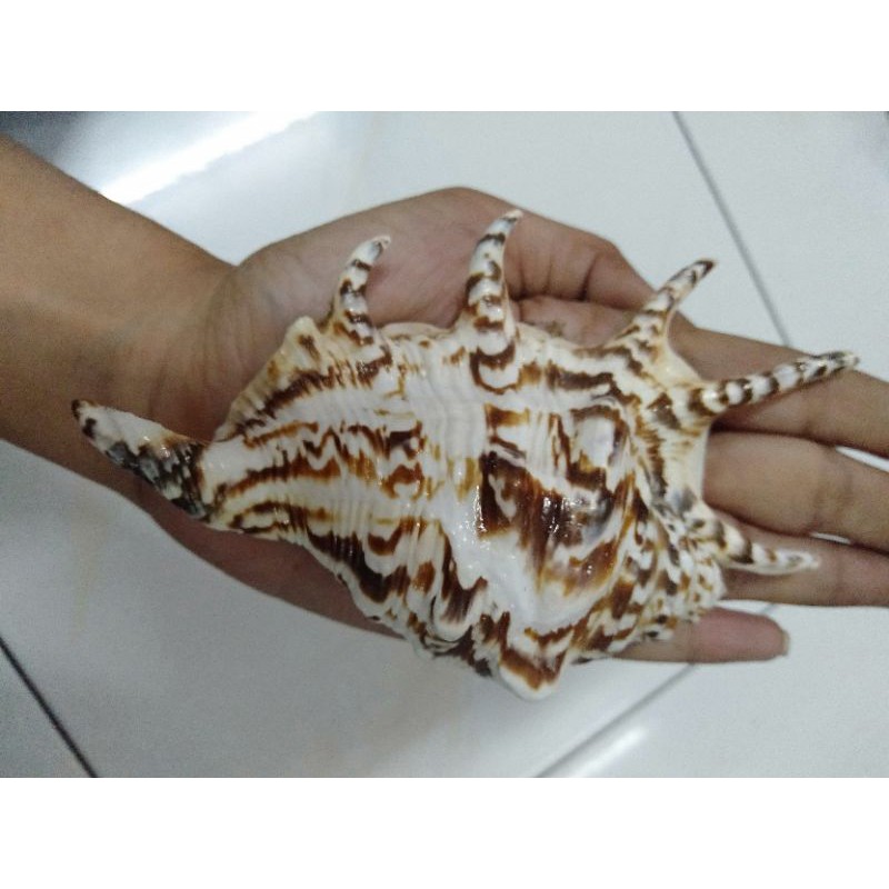 Jual Cangkang kerang scorpio kimpang batik asli laut | Shopee Indonesia