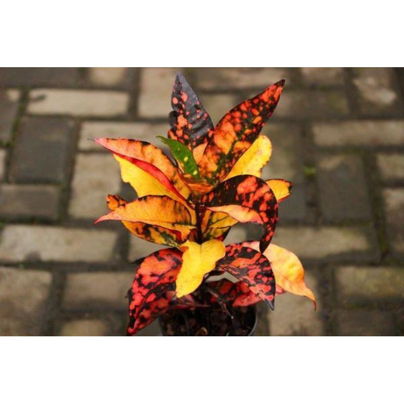 Jual bibit puring manik maya murah berkualitas | Shopee Indonesia