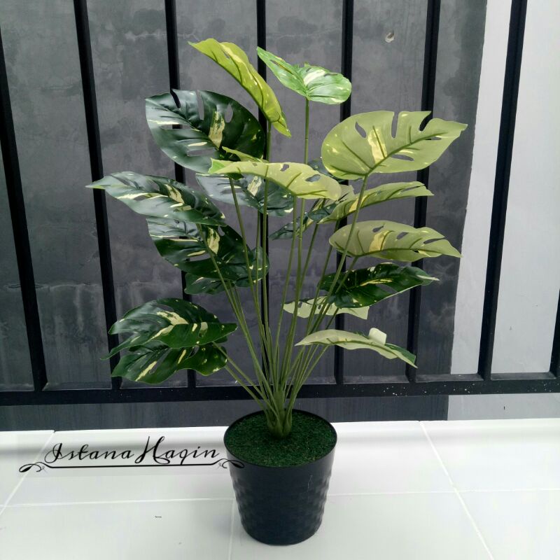 Jual Monstera Artificial Monstera Hijau Monstera Varigata plus Pot ...