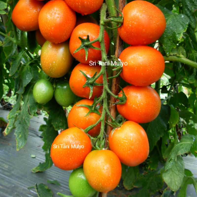 Jual 15 Biji Benih tanaman sayur sayuran Tomat Buah Besar SWADESI F1 ...