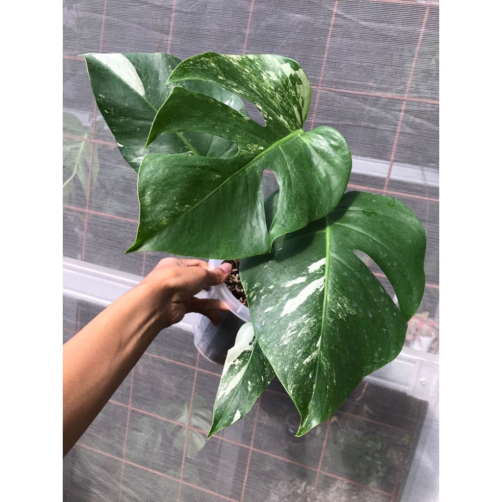 Jual Monstera Marble Daun Aktif | Shopee Indonesia